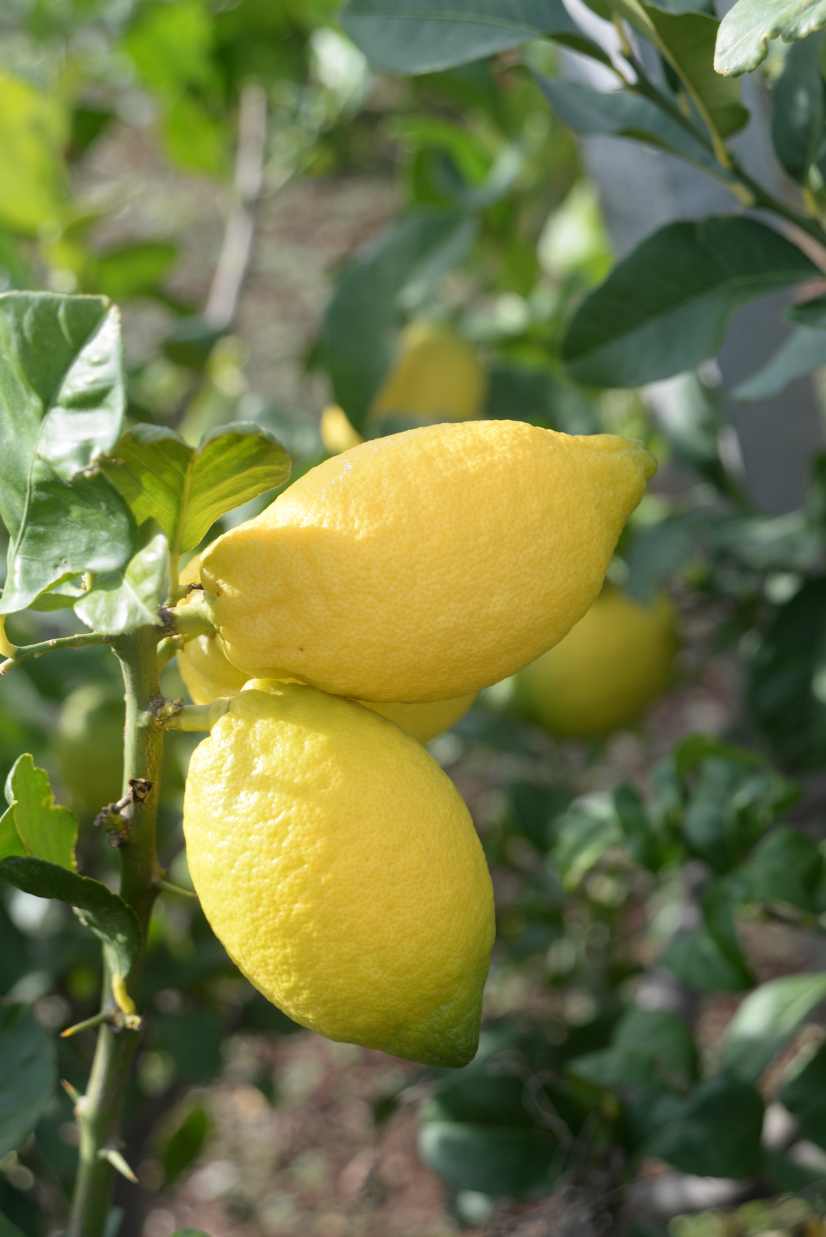 Territorio – Limone di Rocca Imperiale IGP