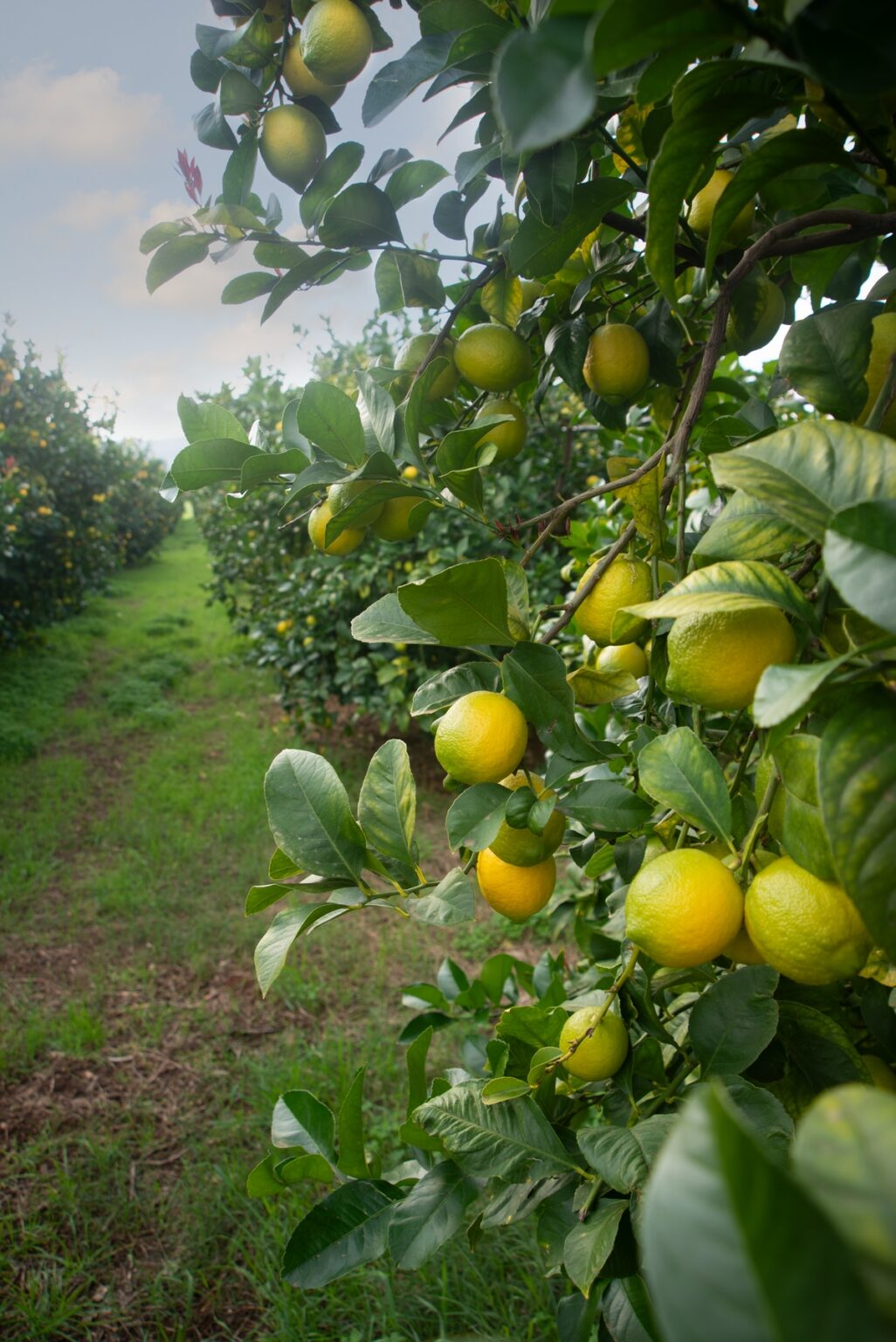 Il Limone – Limone di Rocca Imperiale IGP