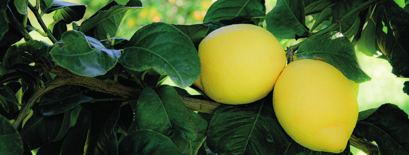 Territorio - Limone di Rocca Imperiale IGP